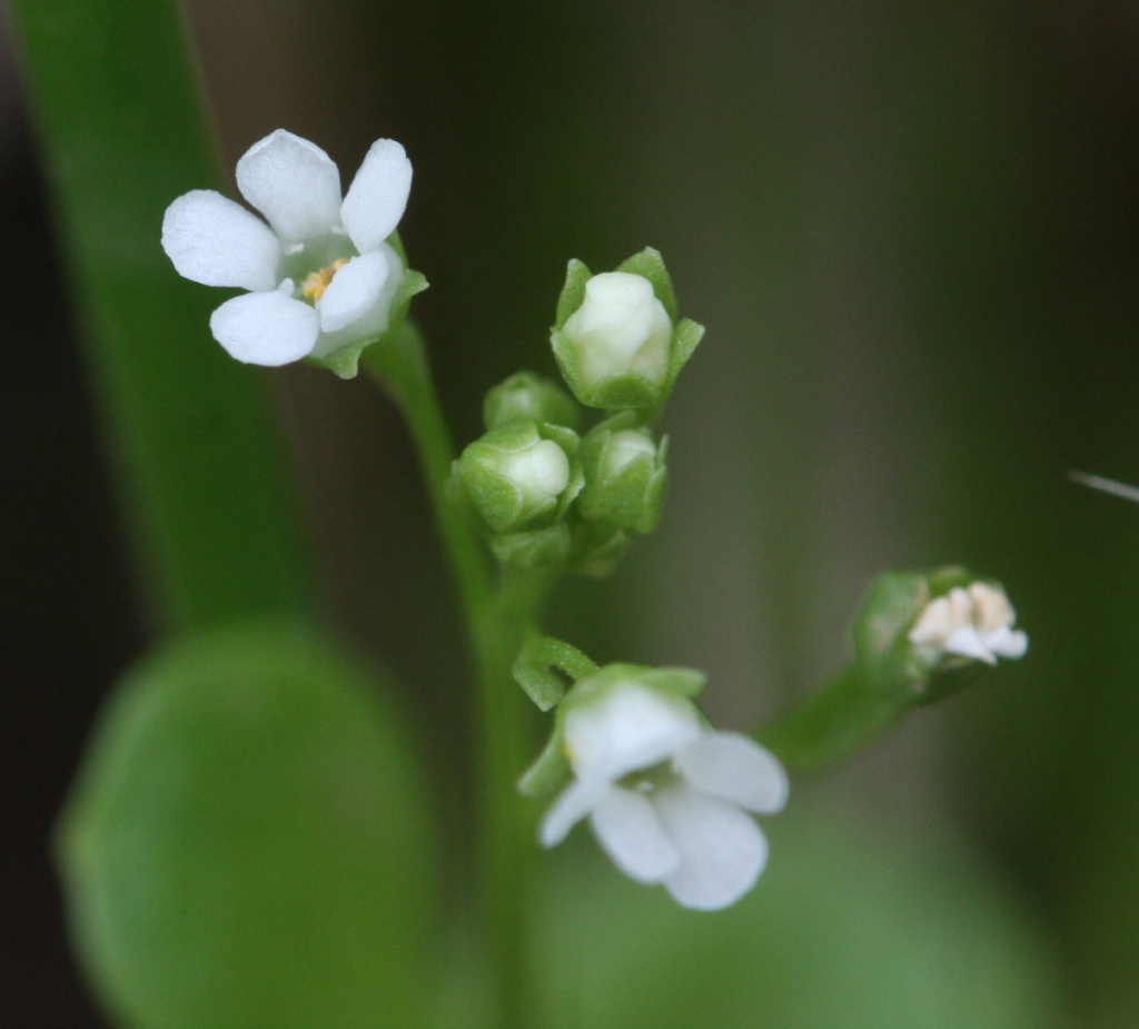 Brookweed | NatureSpot