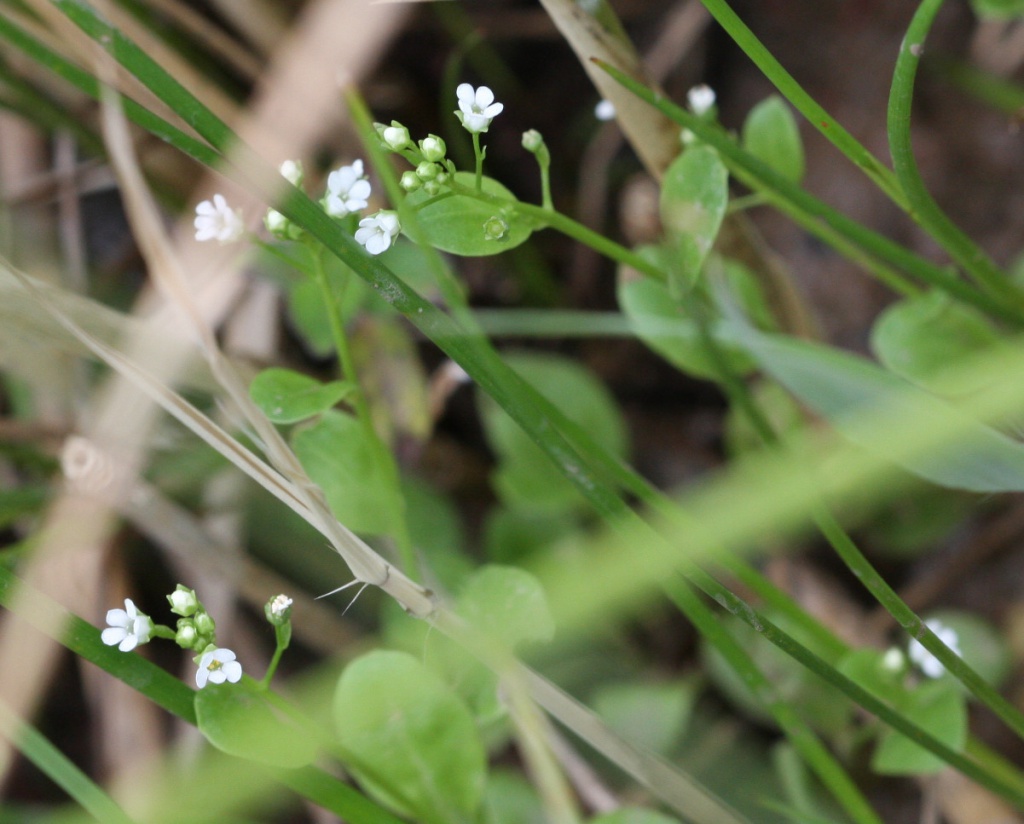 Brookweed | NatureSpot
