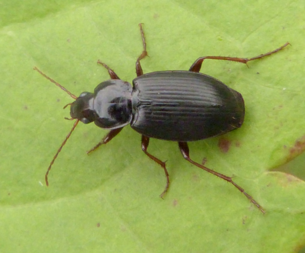 Calathus rotundicollis | NatureSpot