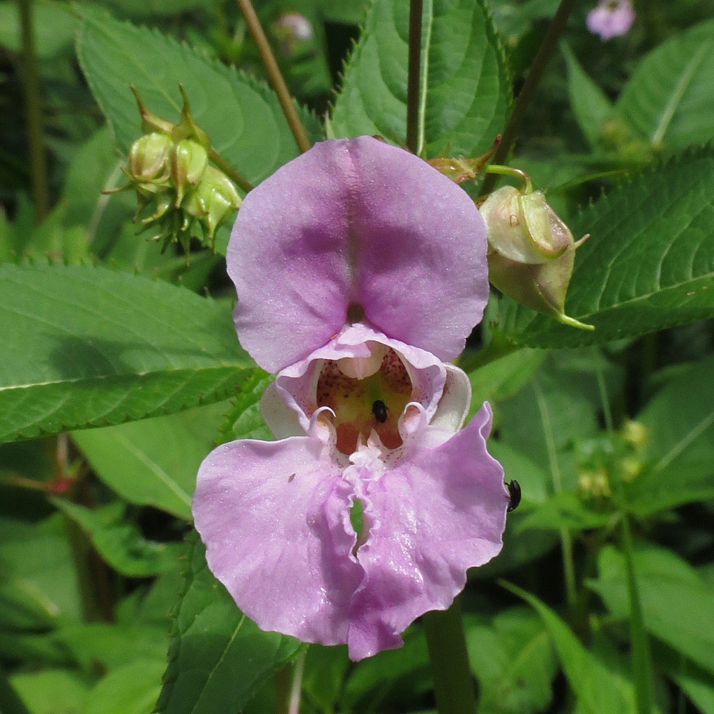 Himalayan Balsam | NatureSpot