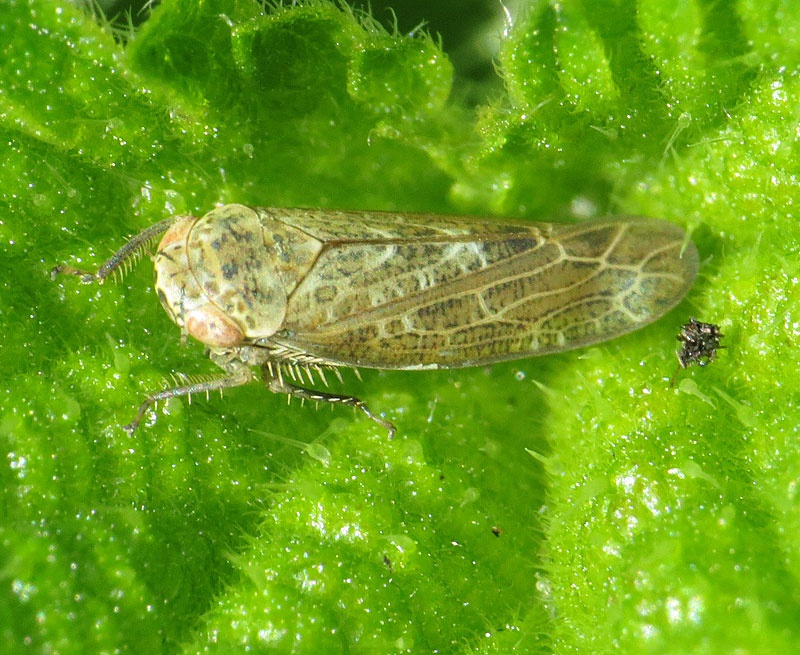 Allygus modestus | NatureSpot