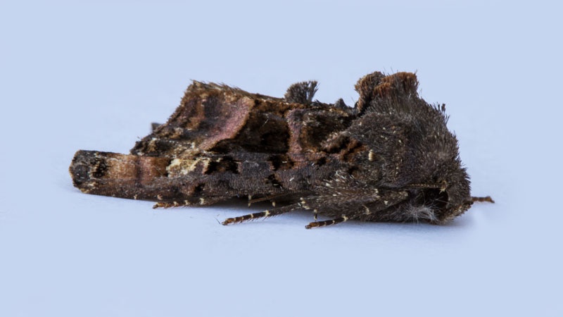 Small Angle Shades | NatureSpot