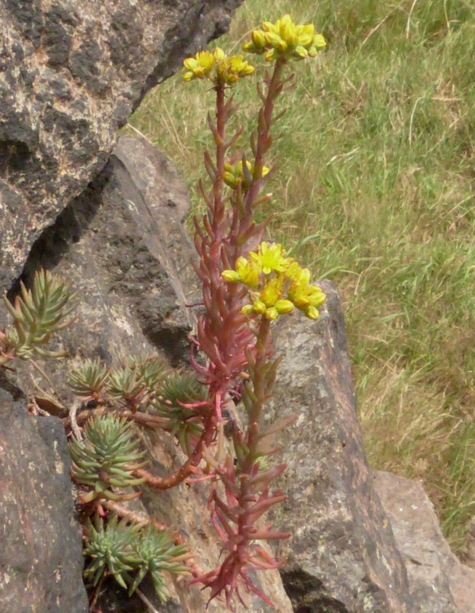 Reflexed Stonecrop | NatureSpot