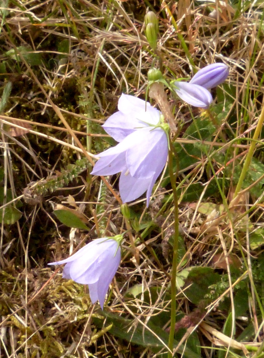 Harebell | NatureSpot