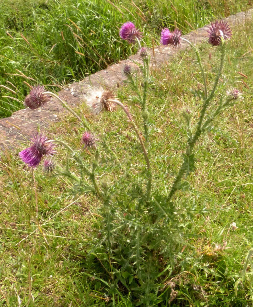 Musk Thistle | NatureSpot