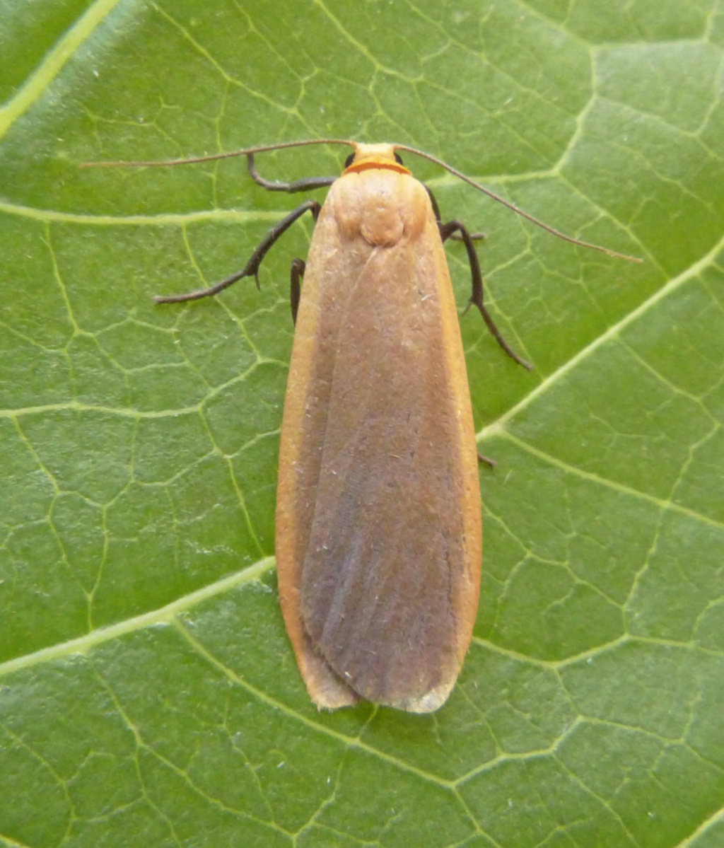 Buff Footman | NatureSpot