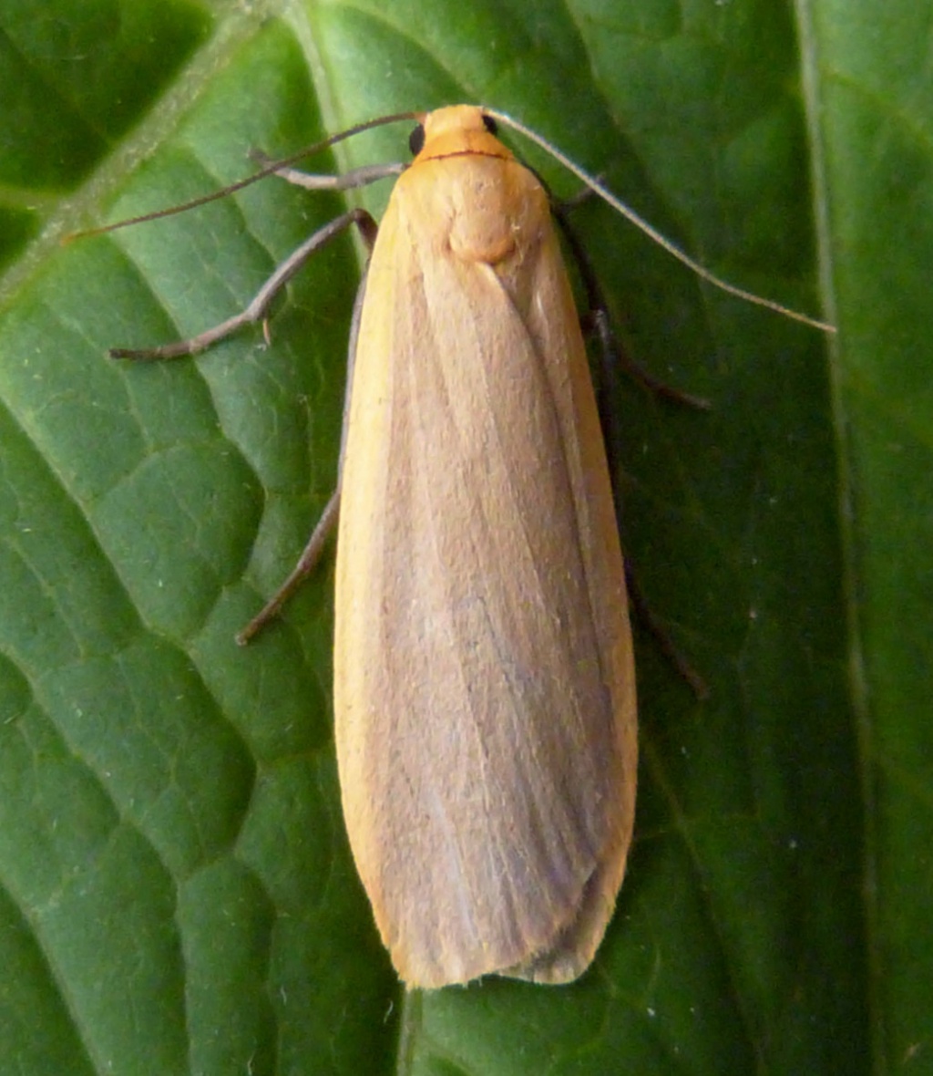 Buff Footman | NatureSpot