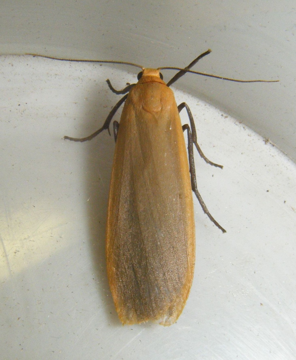 Buff Footman | NatureSpot