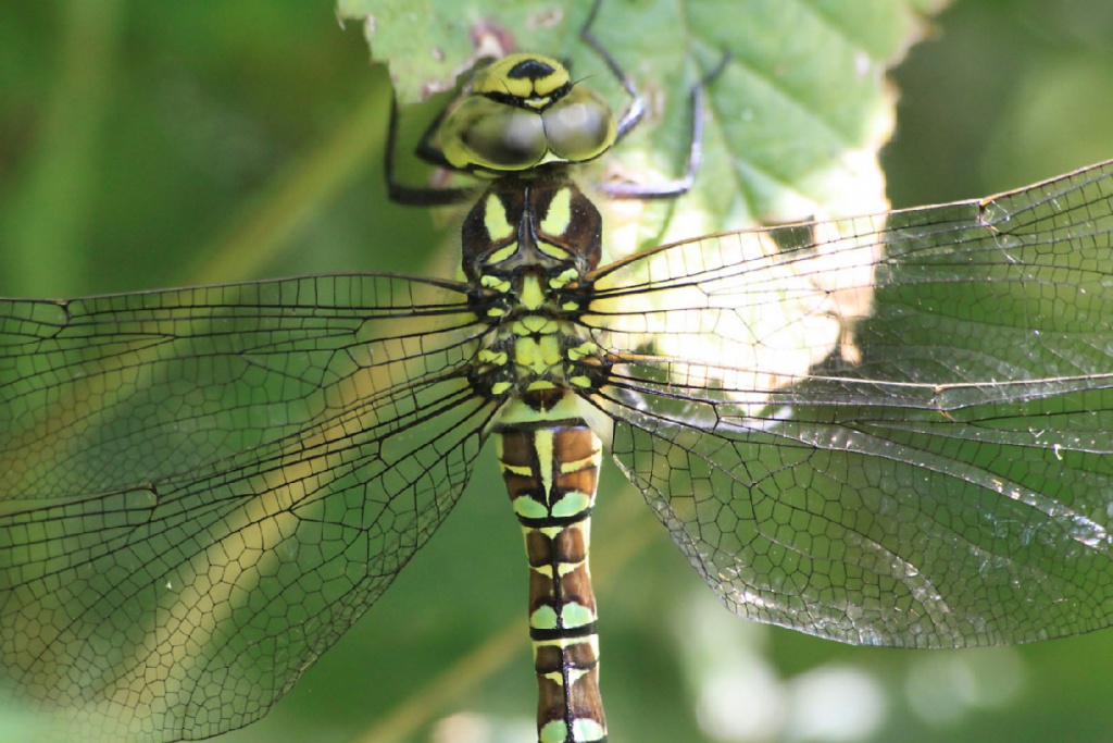 Southern Hawker | NatureSpot