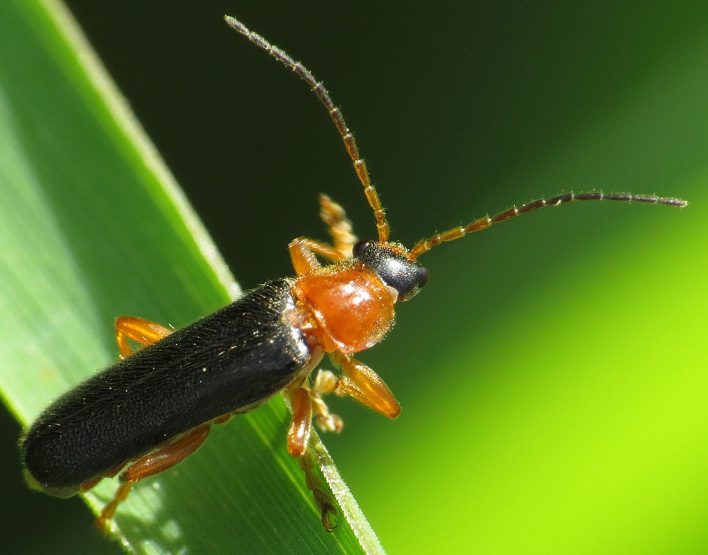 Cantharis nigra | NatureSpot
