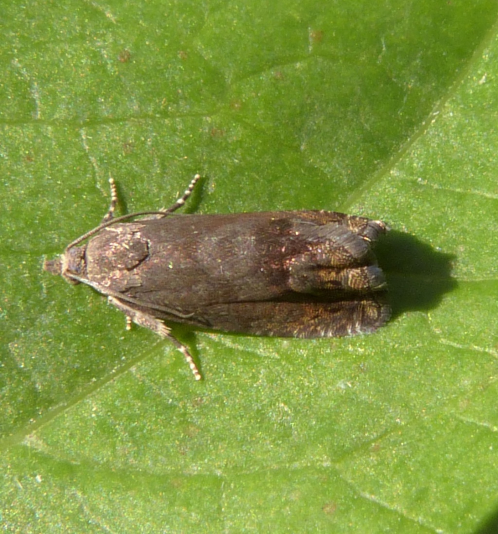 Cydia splendana | NatureSpot