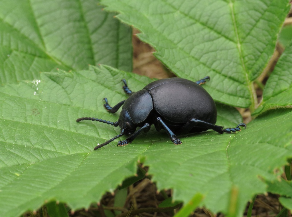 Bloody-nosed Beetle | NatureSpot