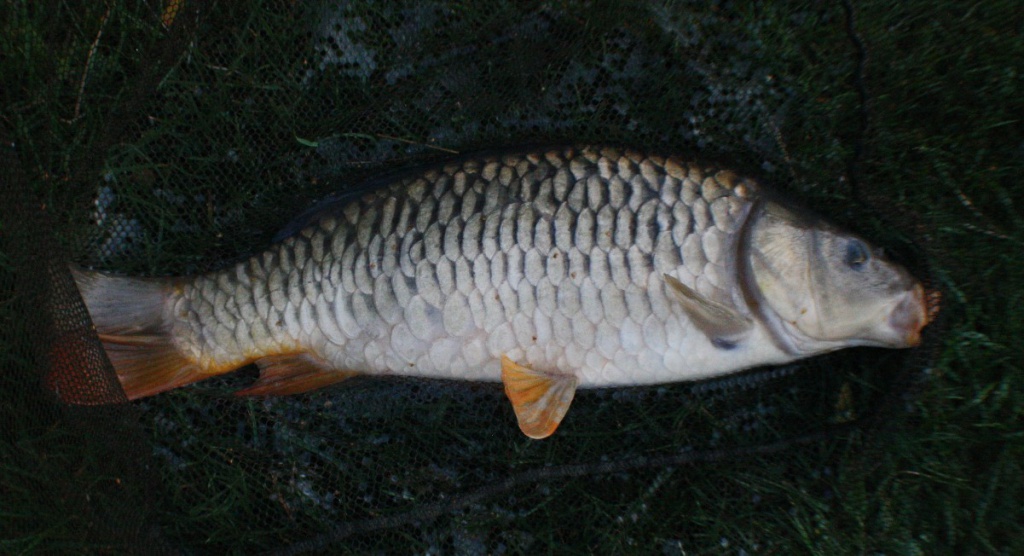Common Carp | NatureSpot