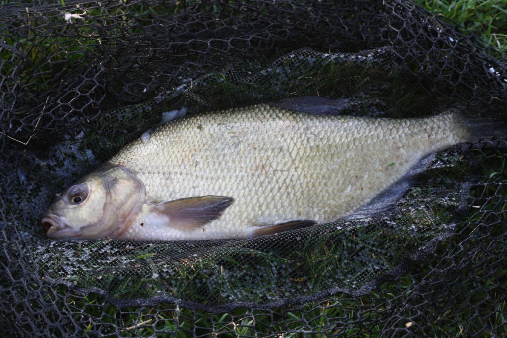 Common Bream | NatureSpot