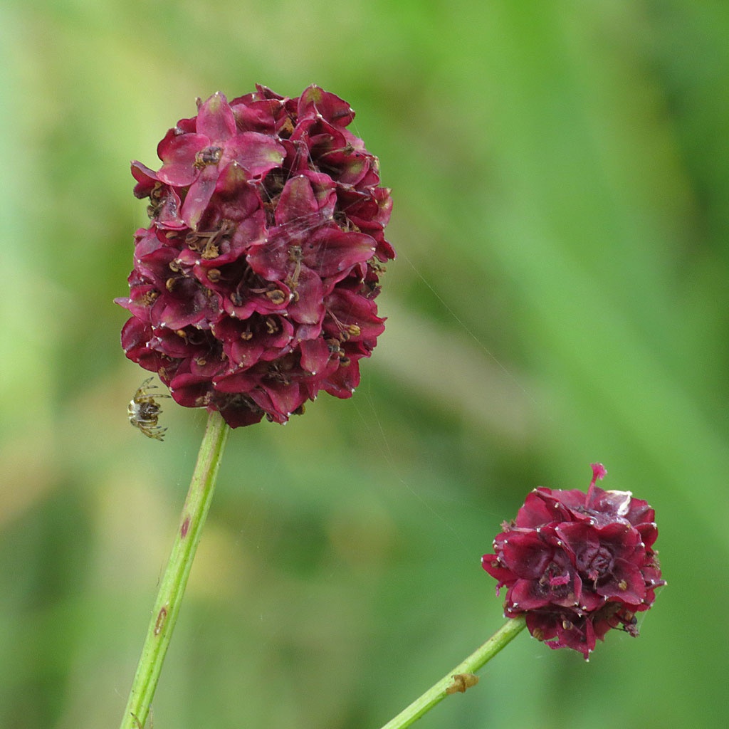 Great Burnet | NatureSpot