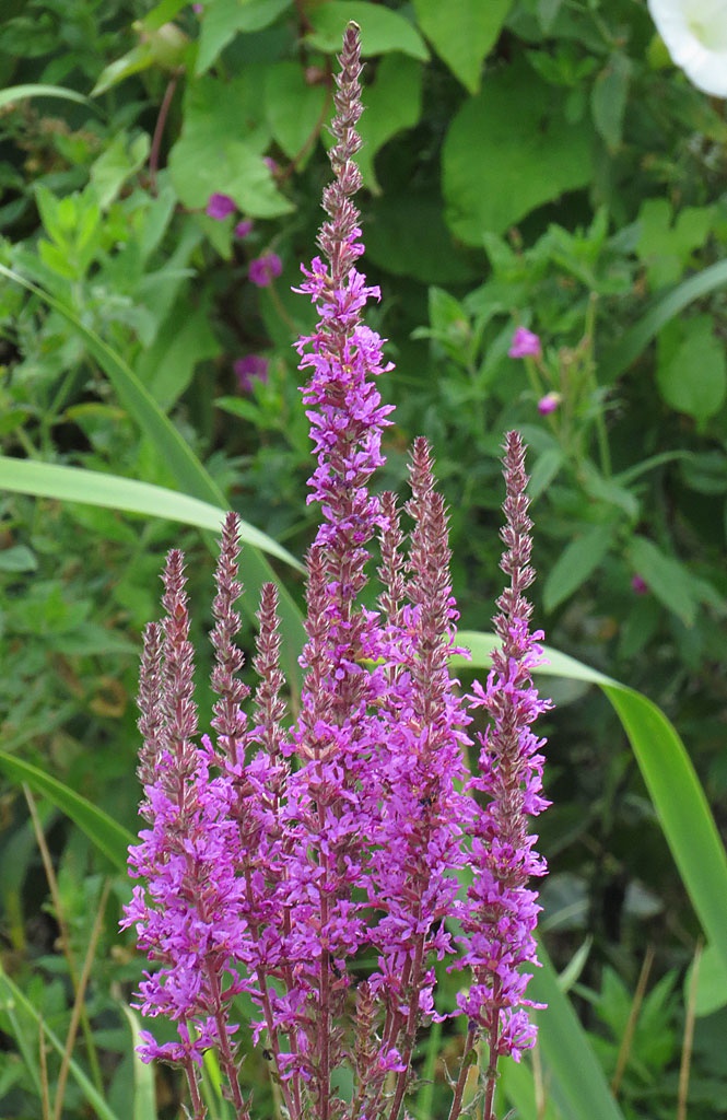 Purple-loosestrife | NatureSpot