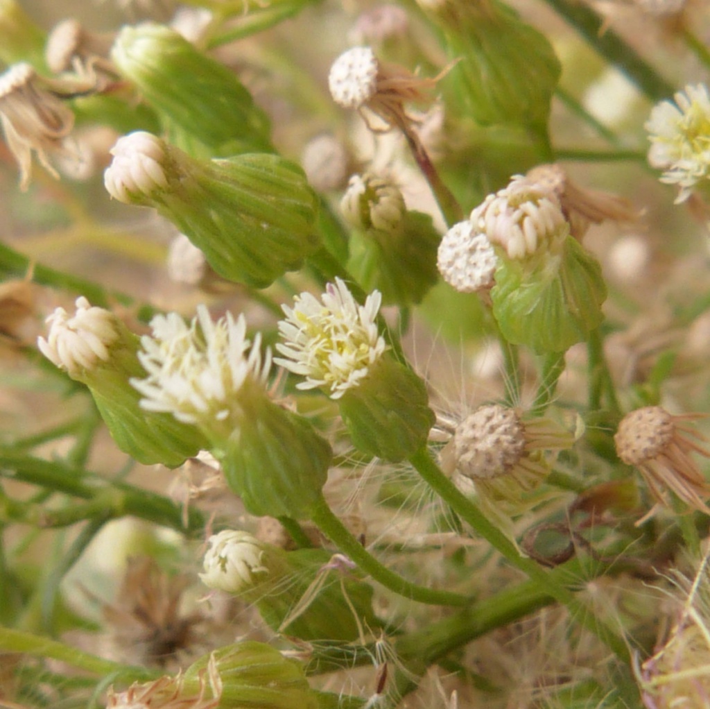 Canadian Fleabane | NatureSpot