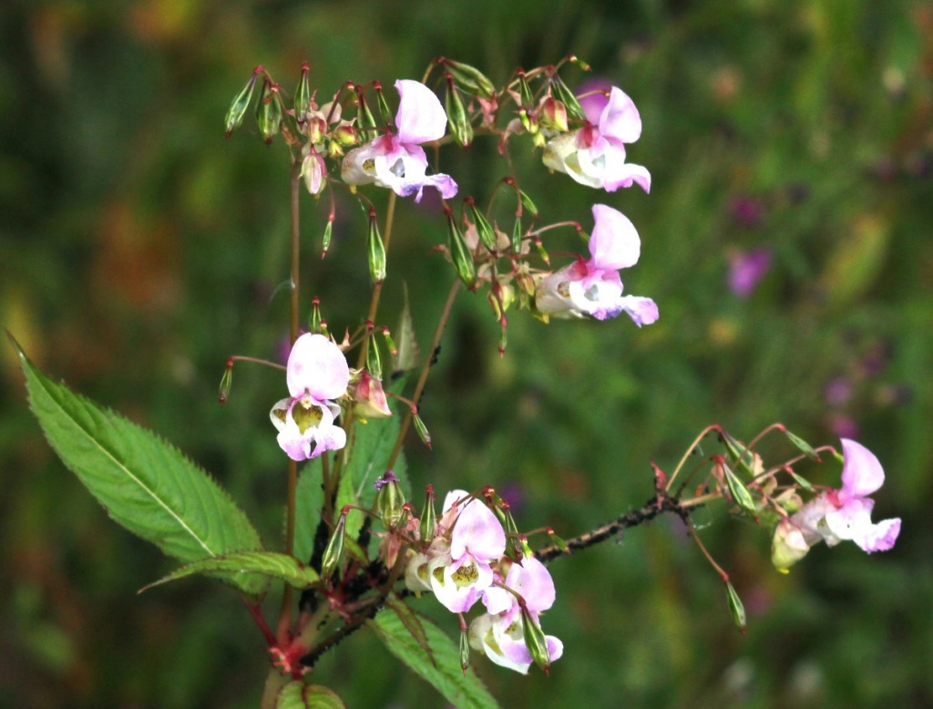 Himalayan Balsam | NatureSpot