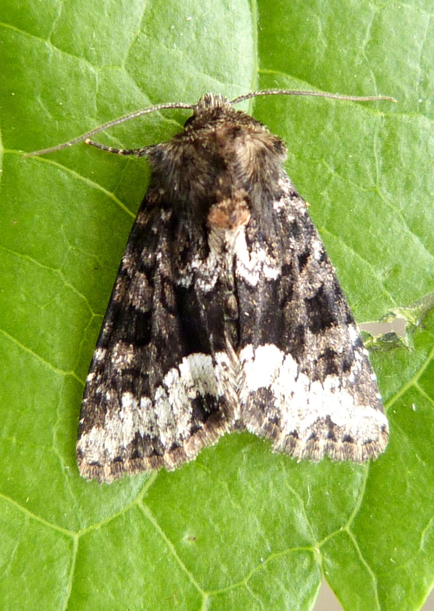 Marbled Minor | NatureSpot