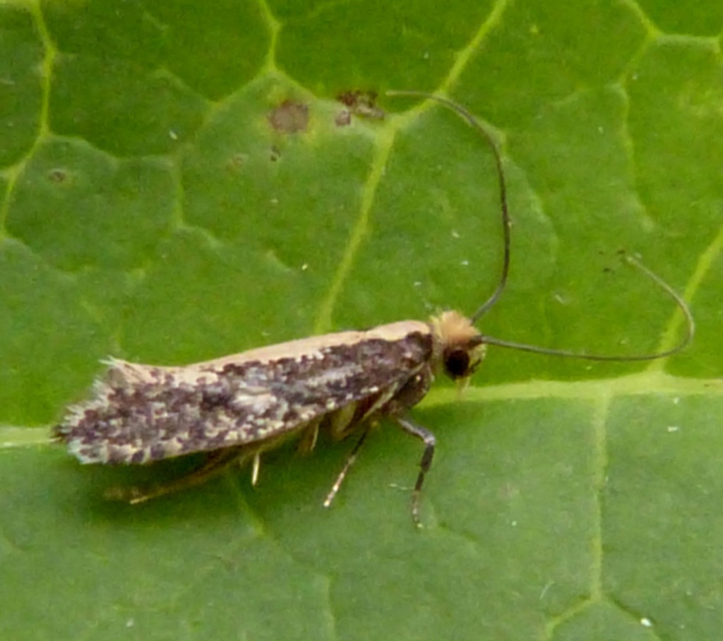 Monopis crocicapitella | NatureSpot