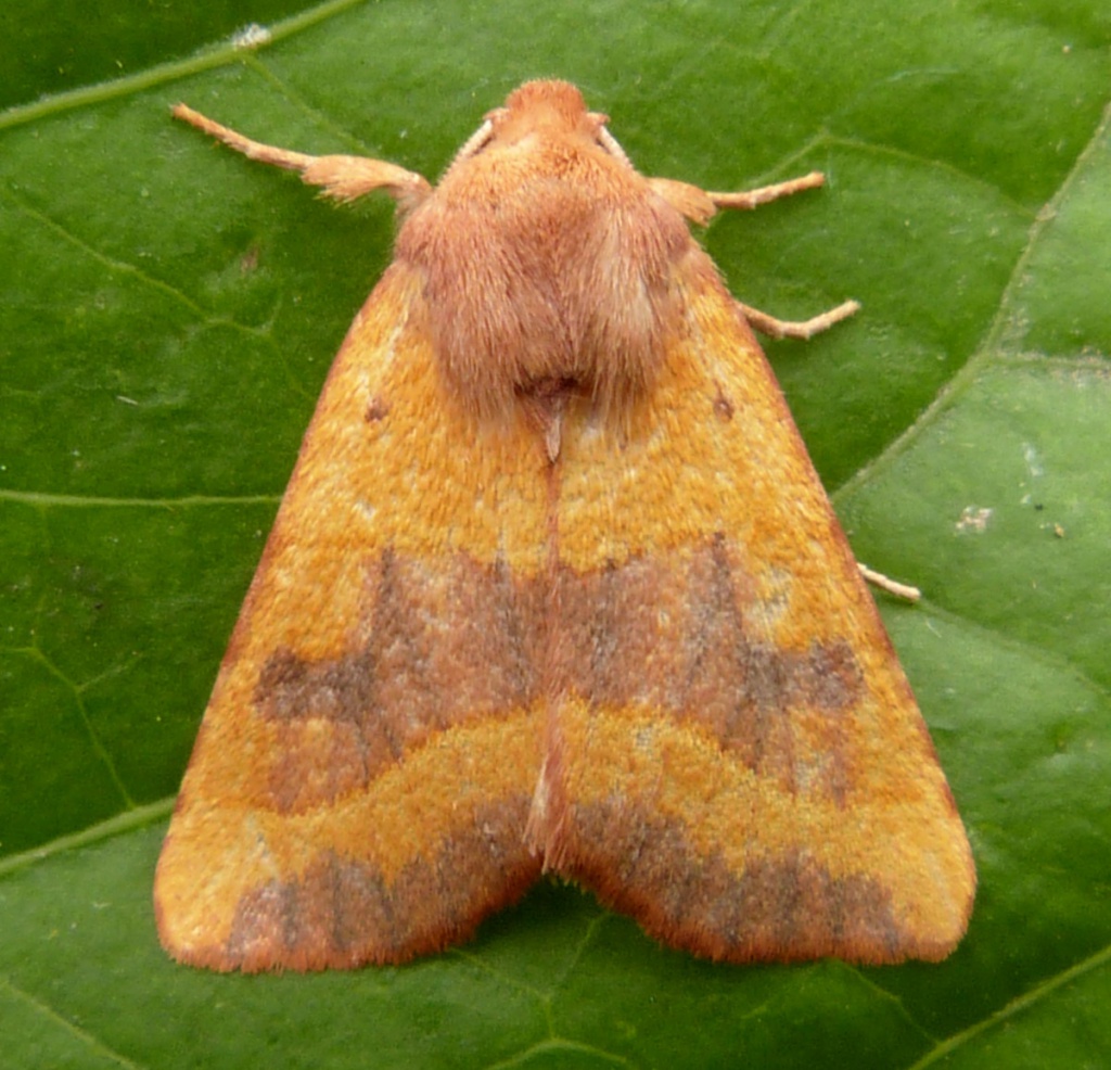 Centre-barred Sallow | NatureSpot