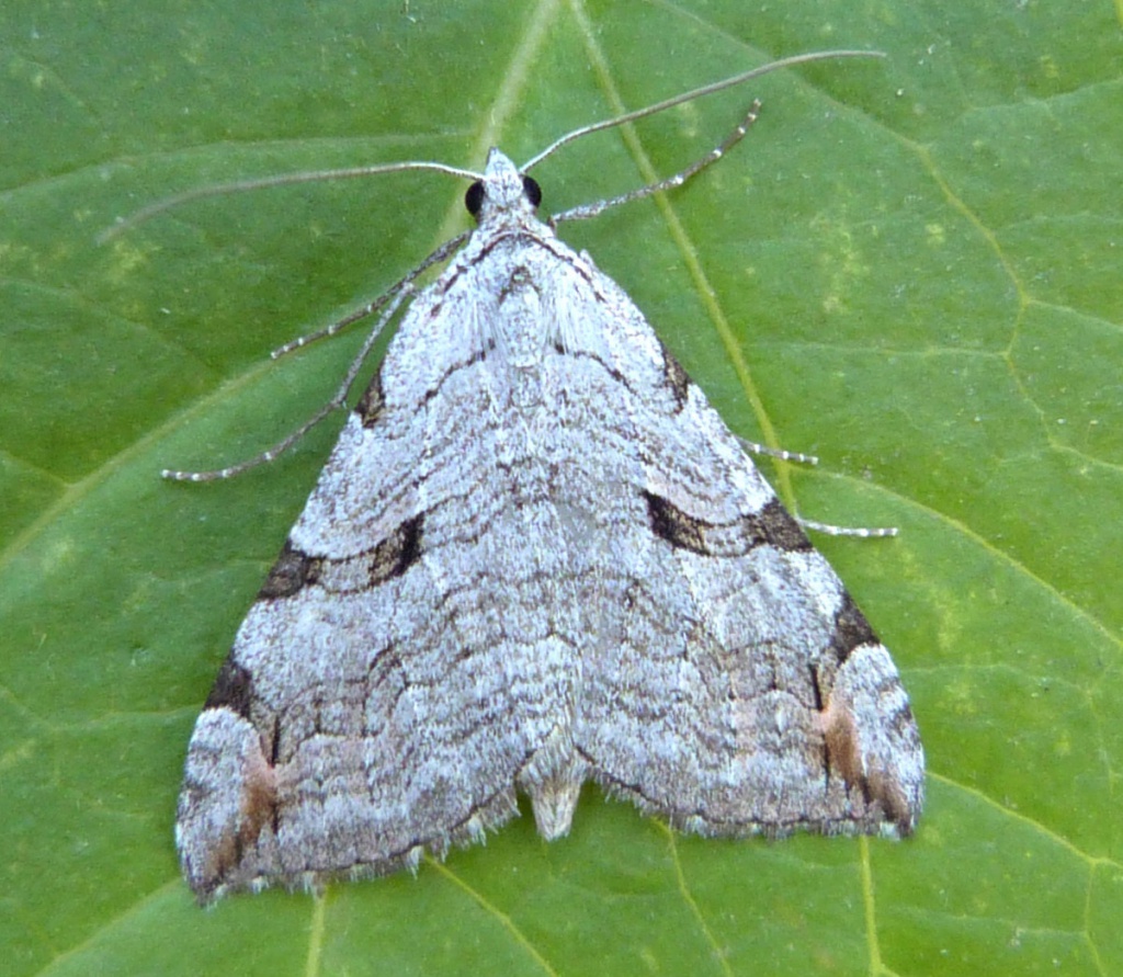 Treble-bar | NatureSpot