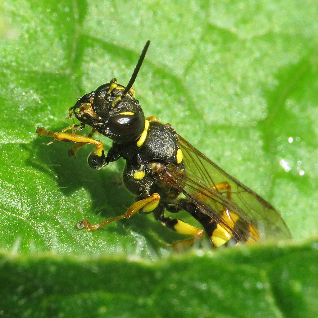 Male Digger Wasps Identification