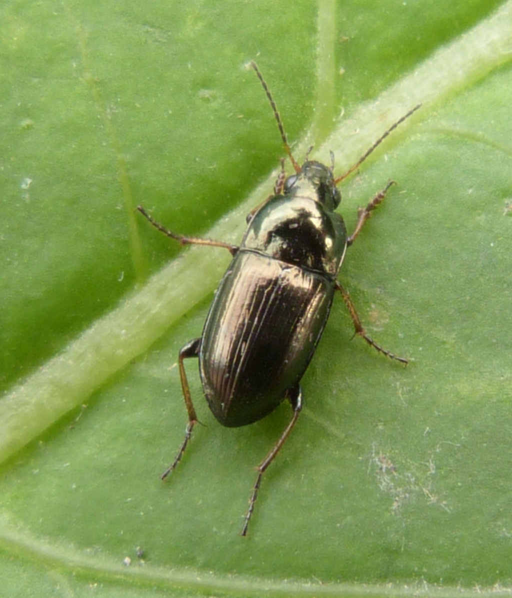 Amara plebeja | NatureSpot