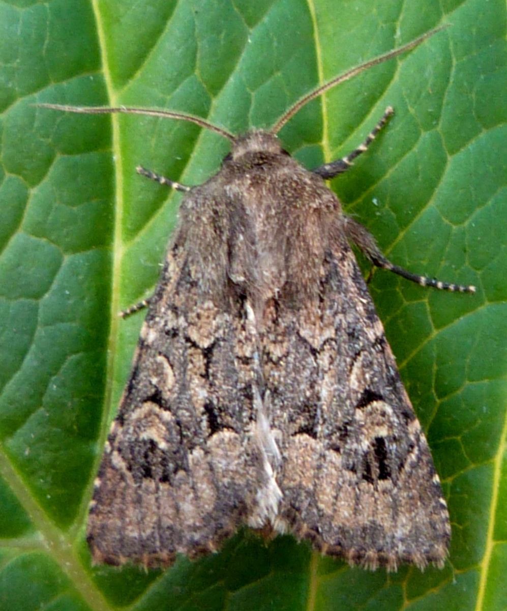 Flounced Rustic | NatureSpot