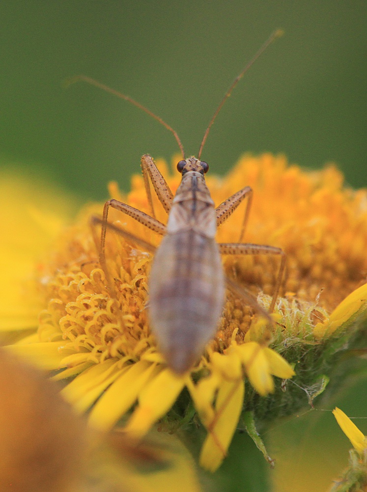 Marsh Damselbug | NatureSpot