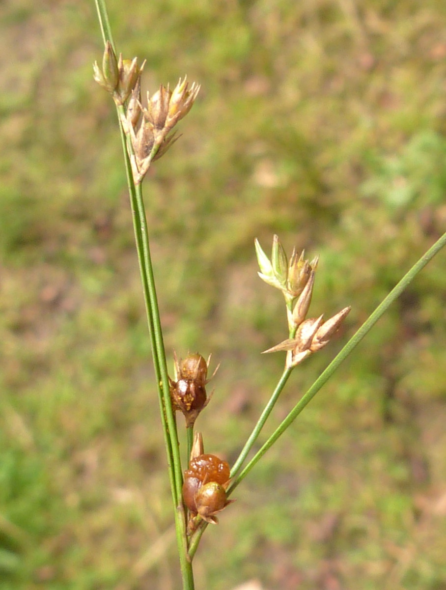 Slender Rush | NatureSpot