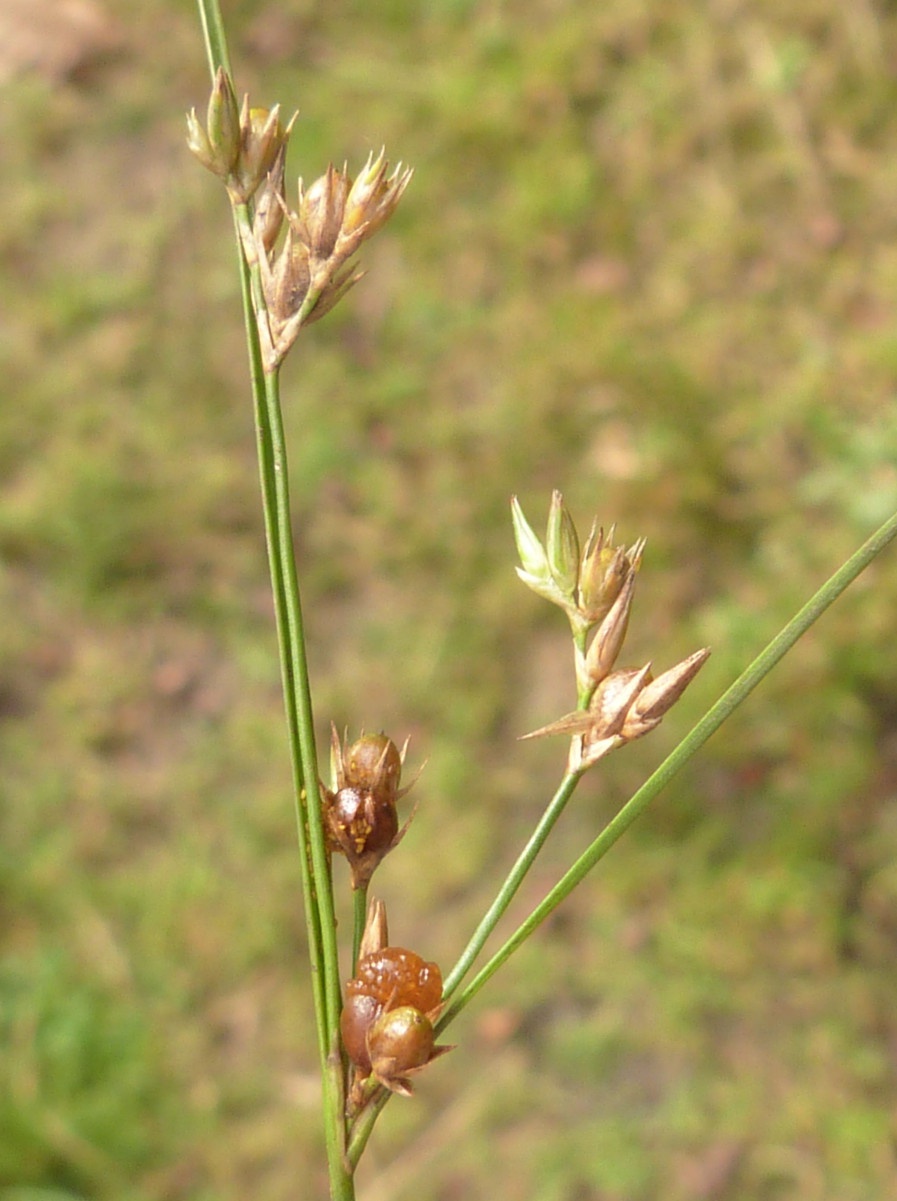 Slender Rush | NatureSpot