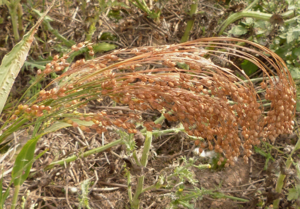 Common Millet | NatureSpot