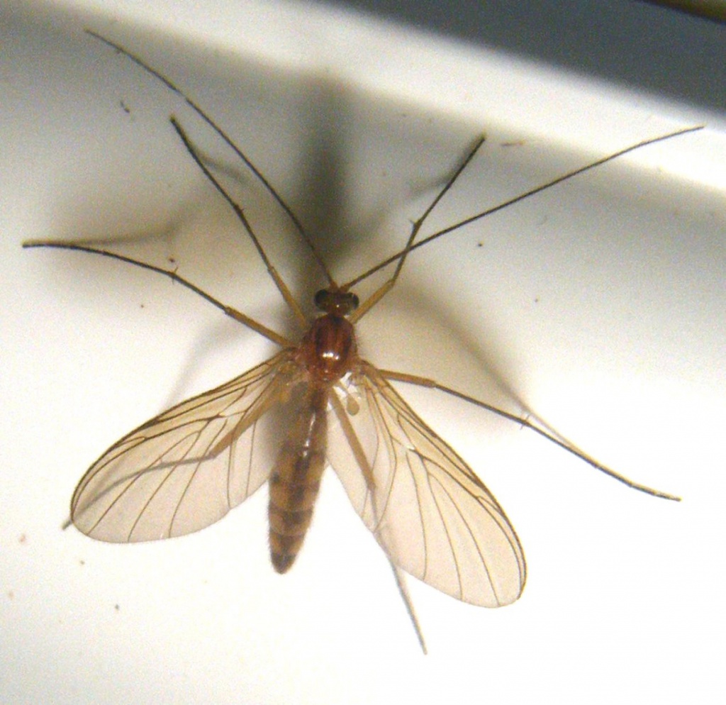 Macrocera vittata | NatureSpot