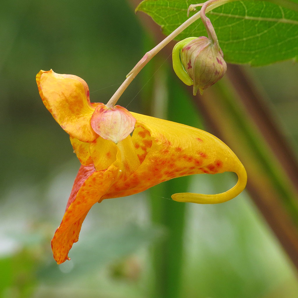Orange Balsam | NatureSpot