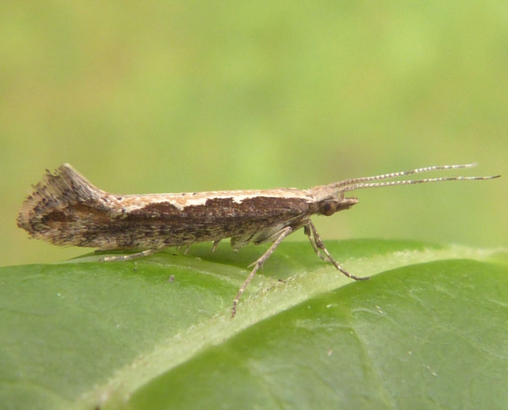 Diamond-back Moth | NatureSpot