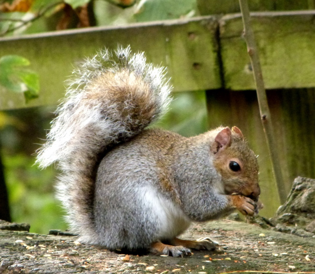 Grey Squirrel | NatureSpot
