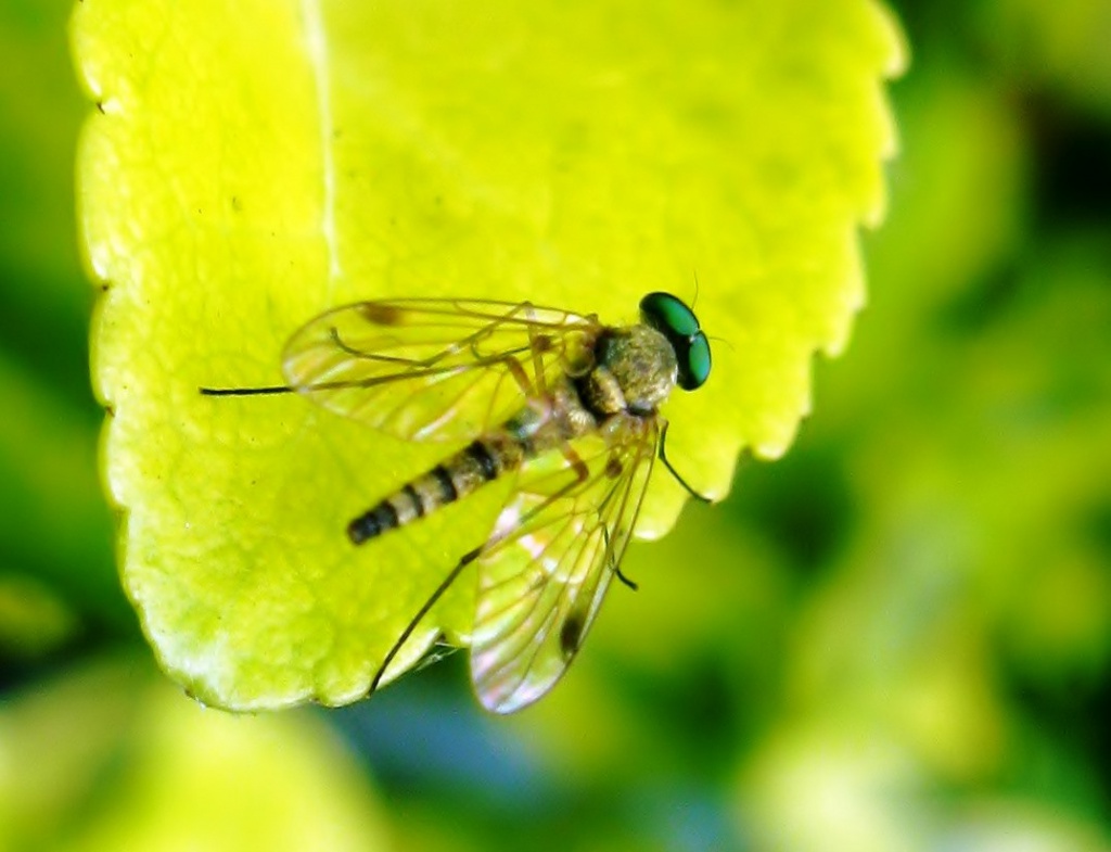Little Snipe Fly | NatureSpot
