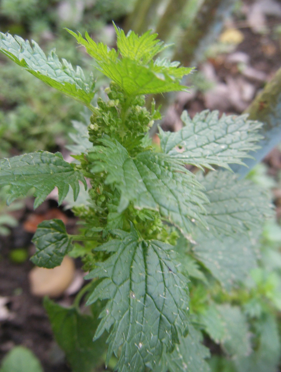 Small Nettle | NatureSpot
