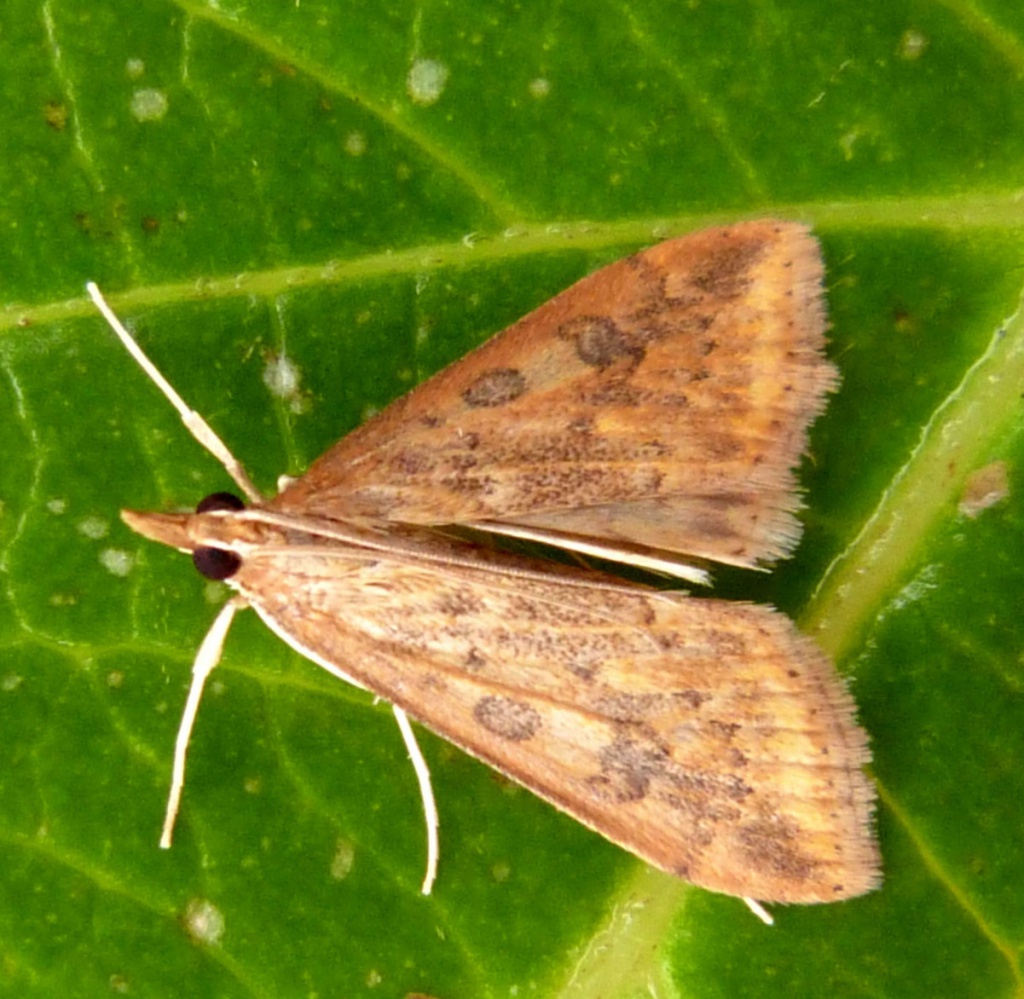 Rusty-dot Pearl | NatureSpot