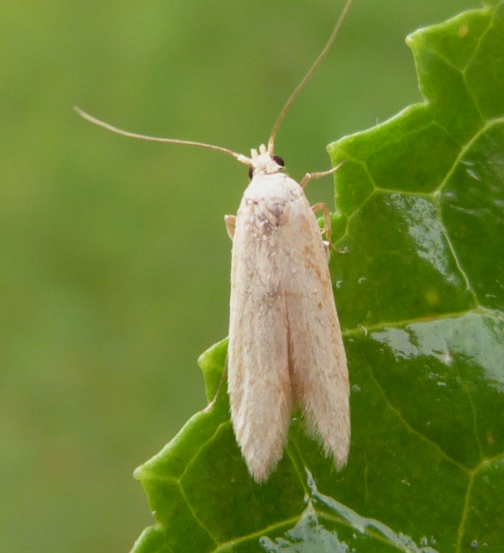 Blastobasis lacticolella | NatureSpot
