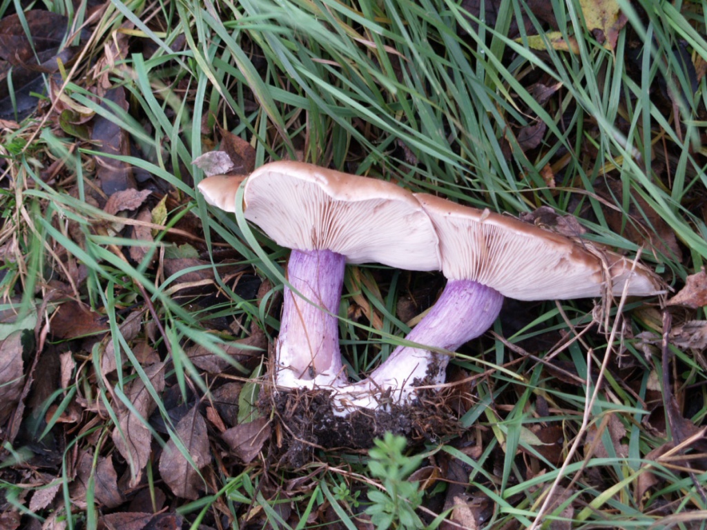 Field Blewit | NatureSpot