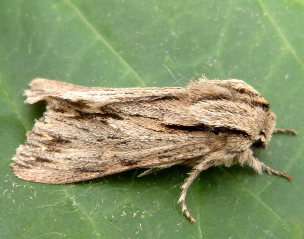 The Sprawler | NatureSpot