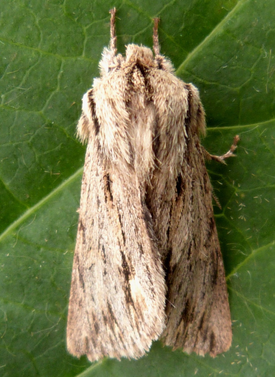 The Sprawler | NatureSpot