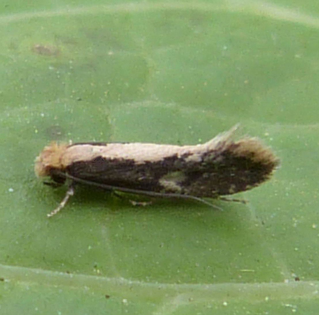 Monopis crocicapitella | NatureSpot