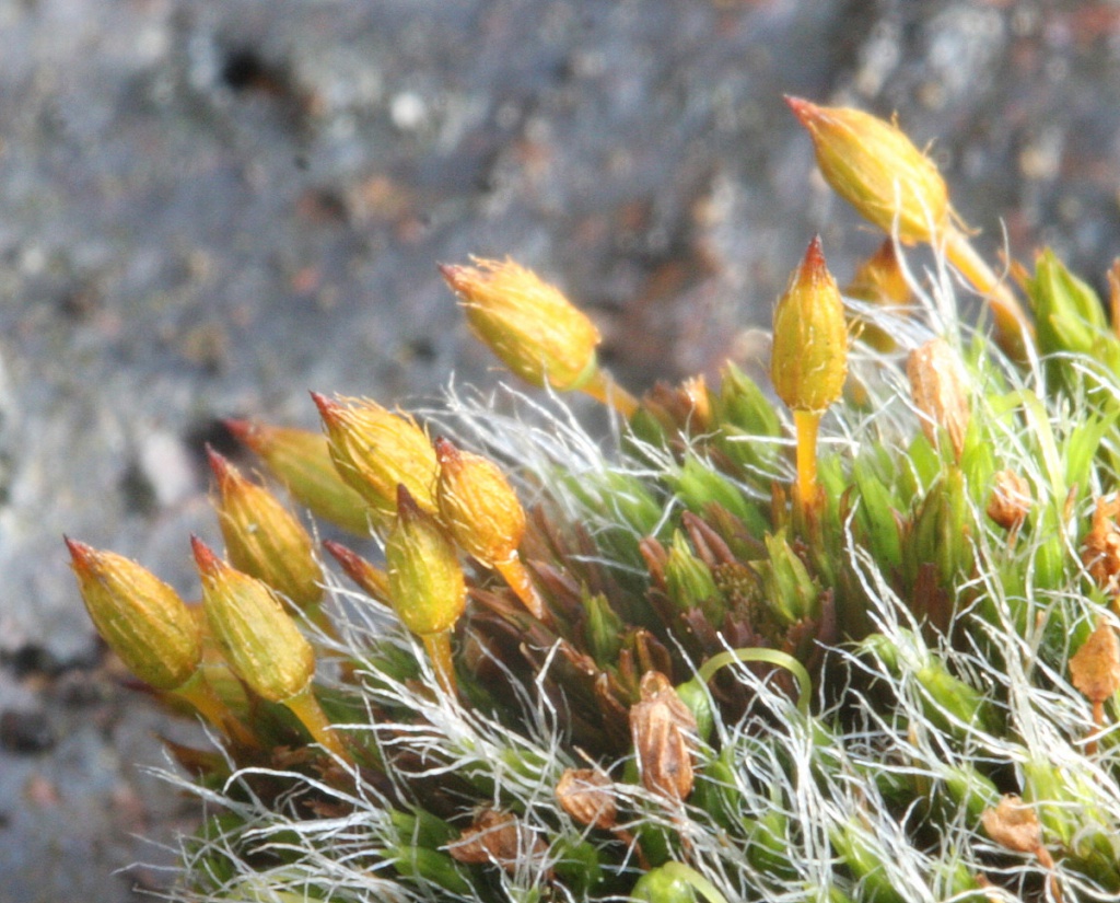 Anomalous Bristle-moss | NatureSpot