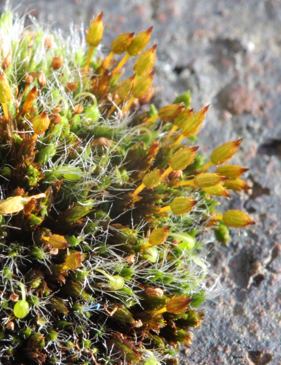 Anomalous Bristle-moss | NatureSpot