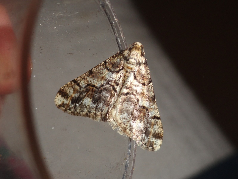 Spring Usher | NatureSpot