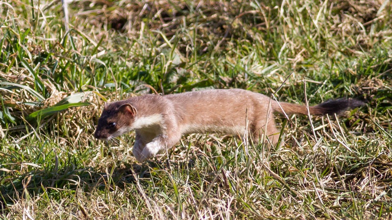 Stoat | NatureSpot