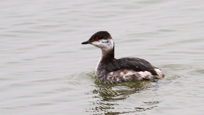 Slavonian Grebe | NatureSpot